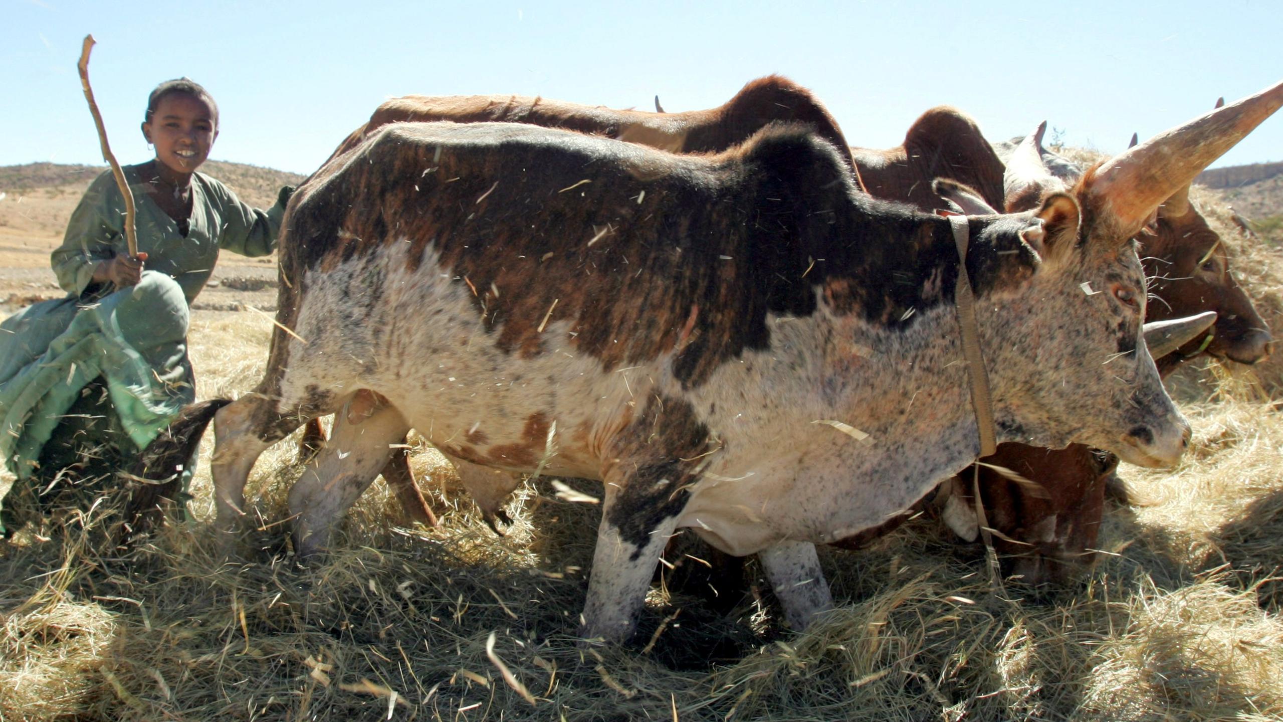Onuora sacked over cows - Eurosport