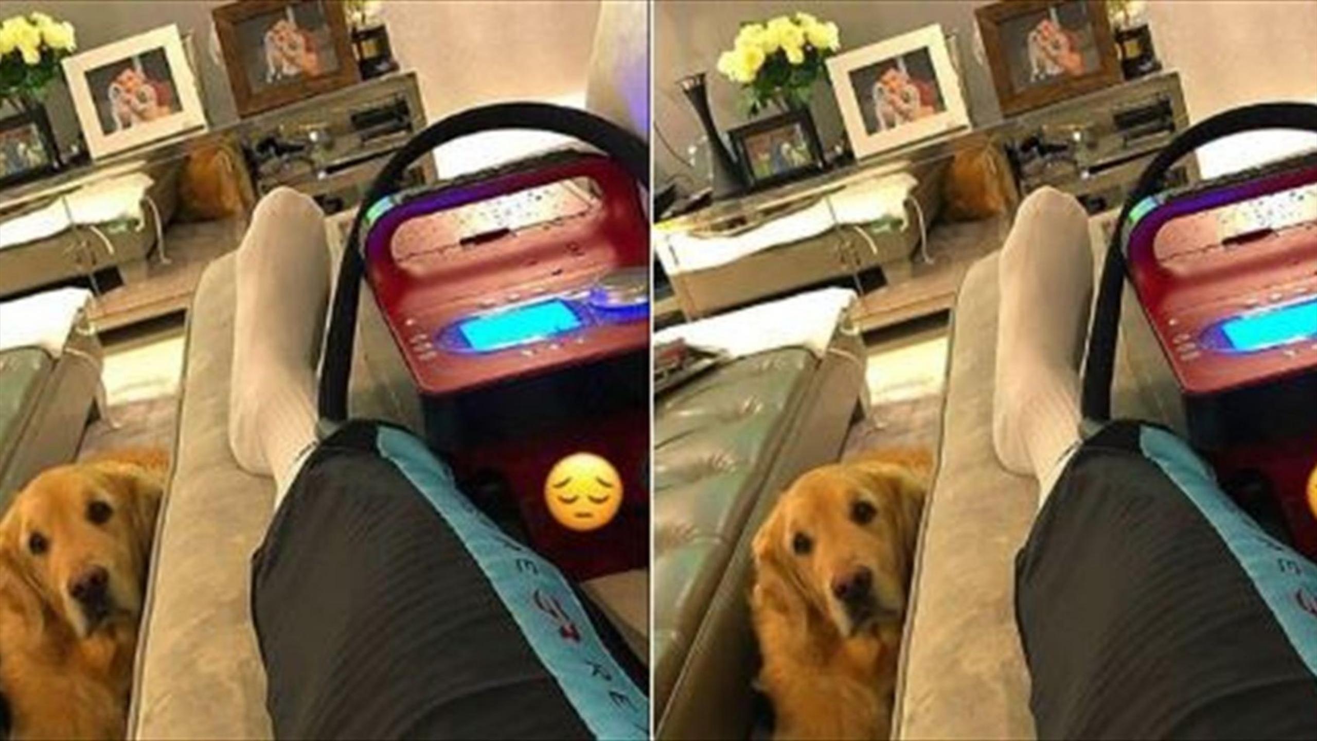 Football news - Alexis Sanchez dog photo: so good, he framed it twice ...