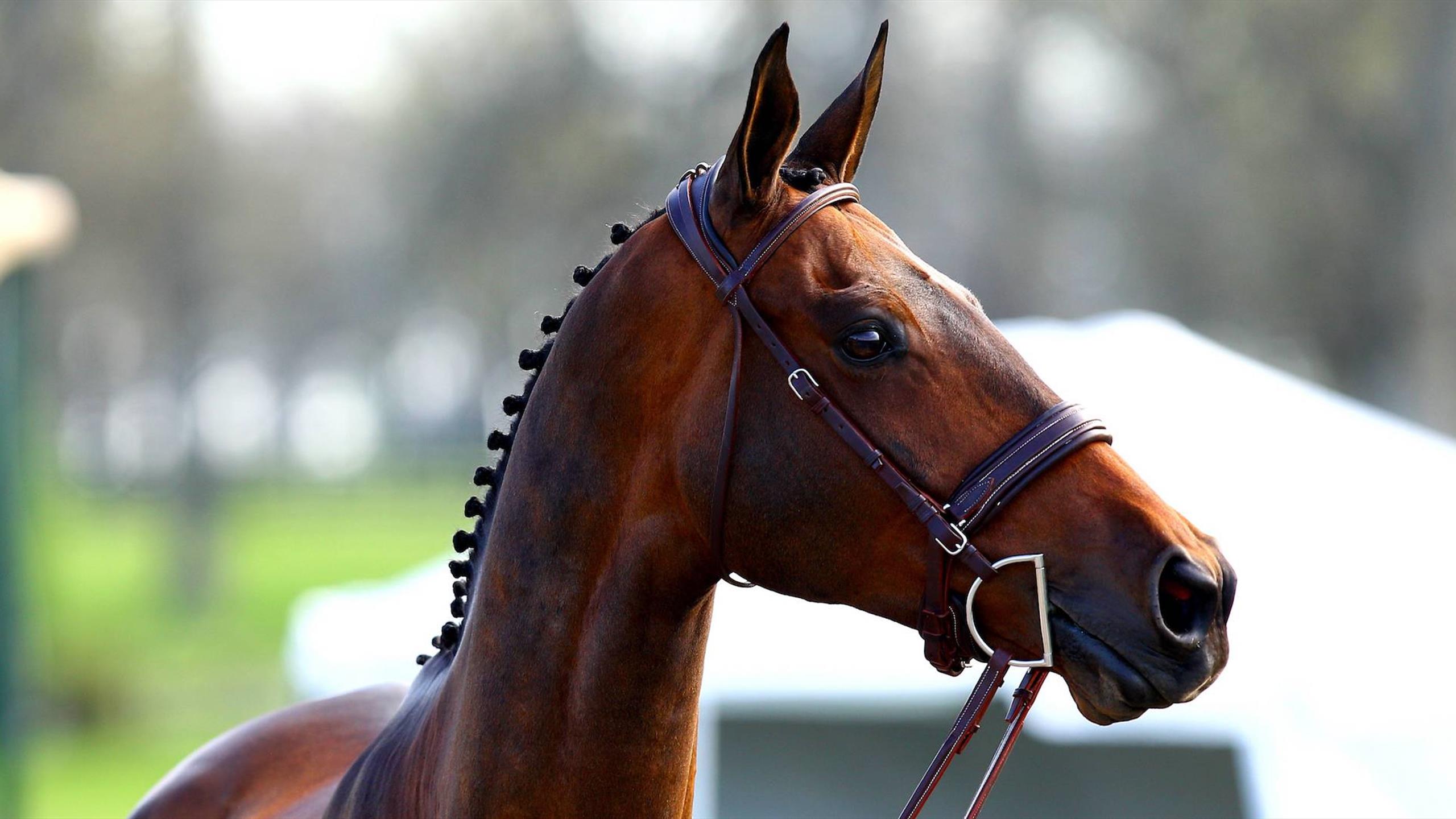 Entender a los caballos en su propio lenguaje - Eurosport