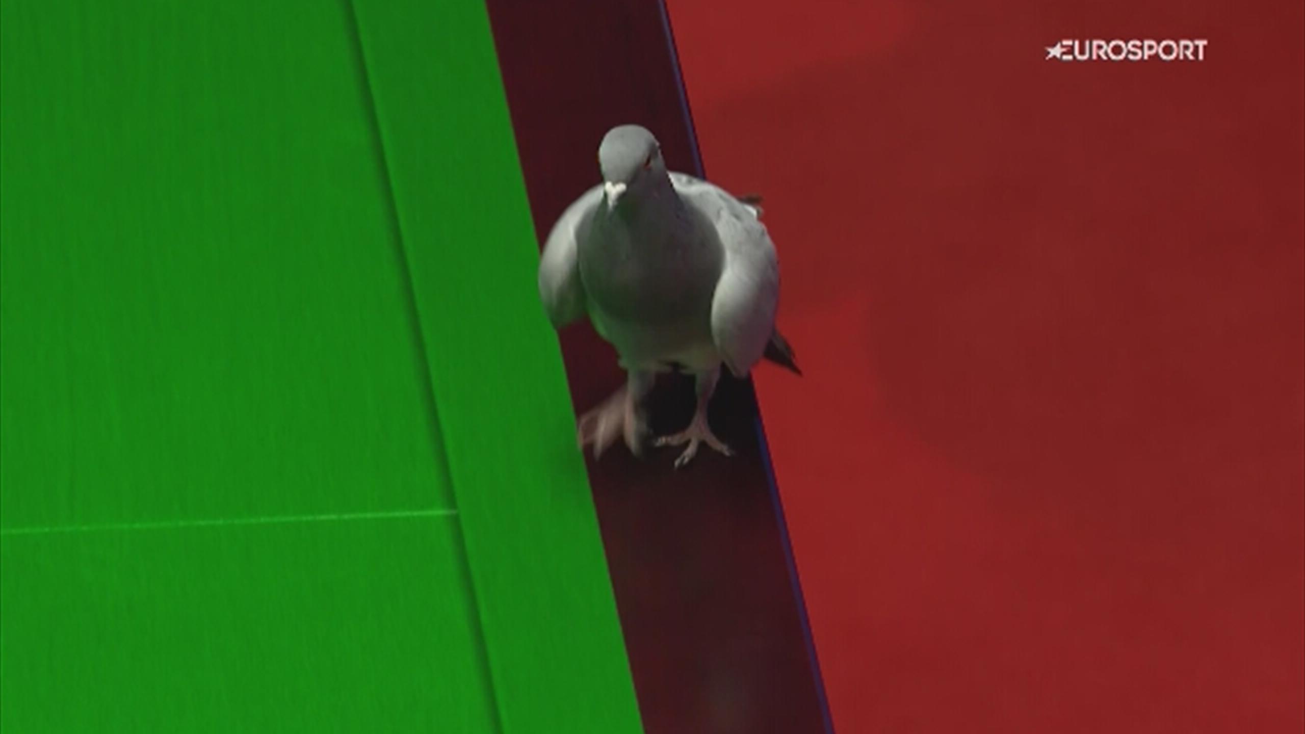 Gołąb wleciał na stół w trakcie meczu Marka Selby'ego z Yanem Bingtao ...